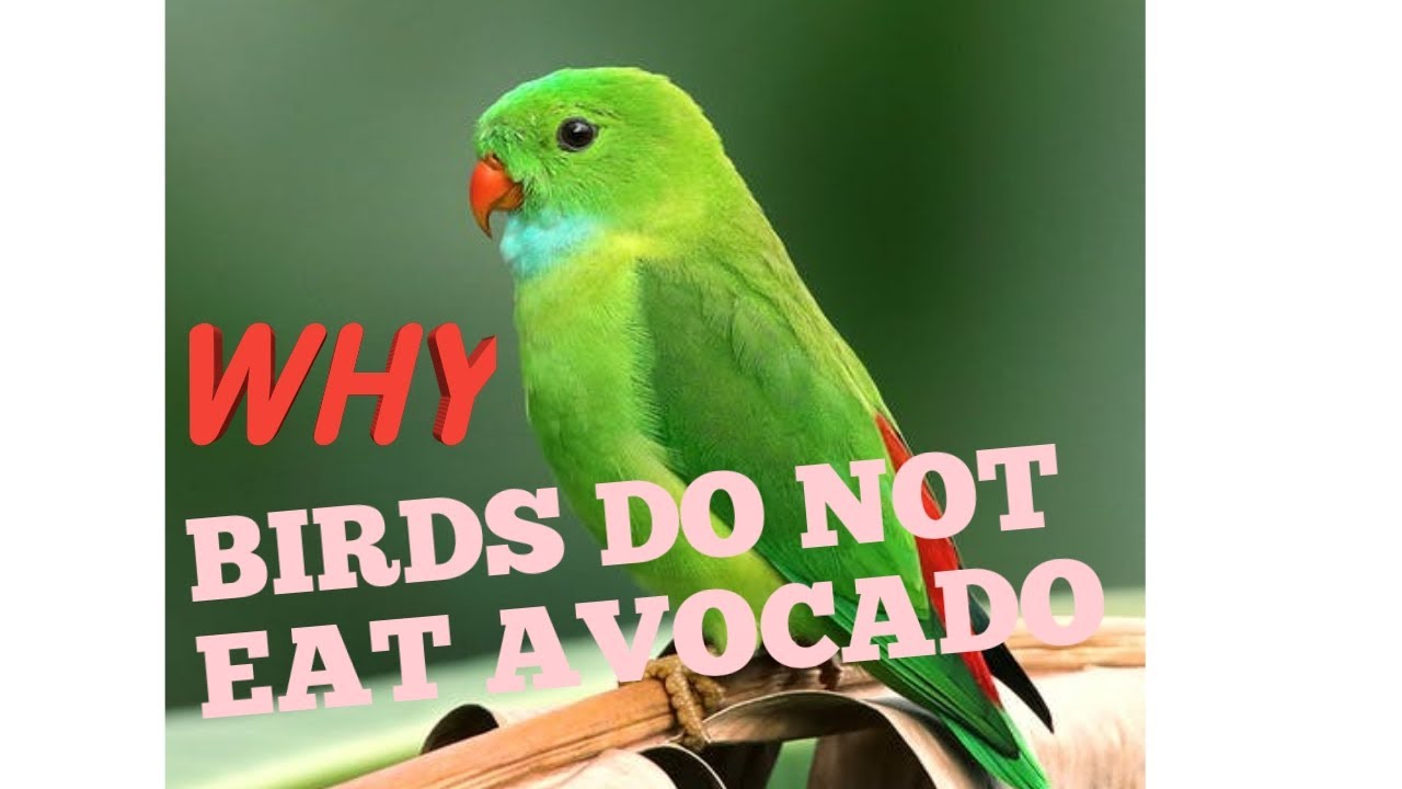 Why??? Birds do not eat avocado - YouTube