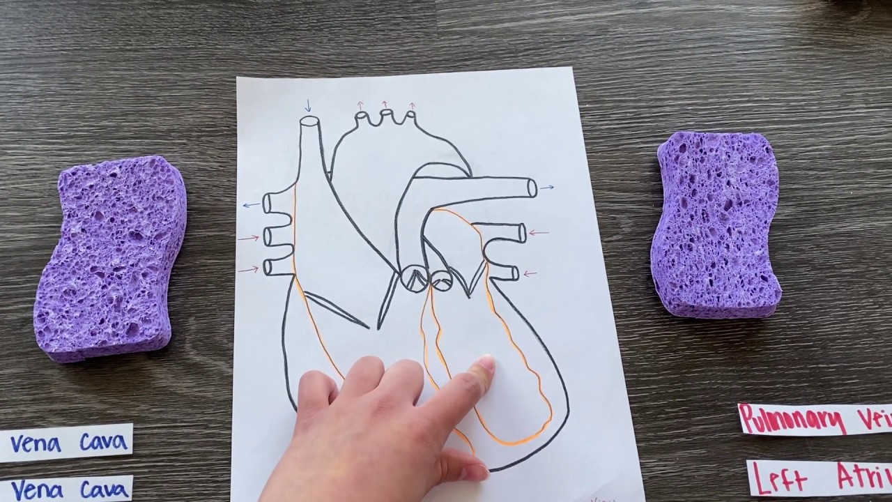 QUICK & EASY way to remember heart blood flow! - YouTube