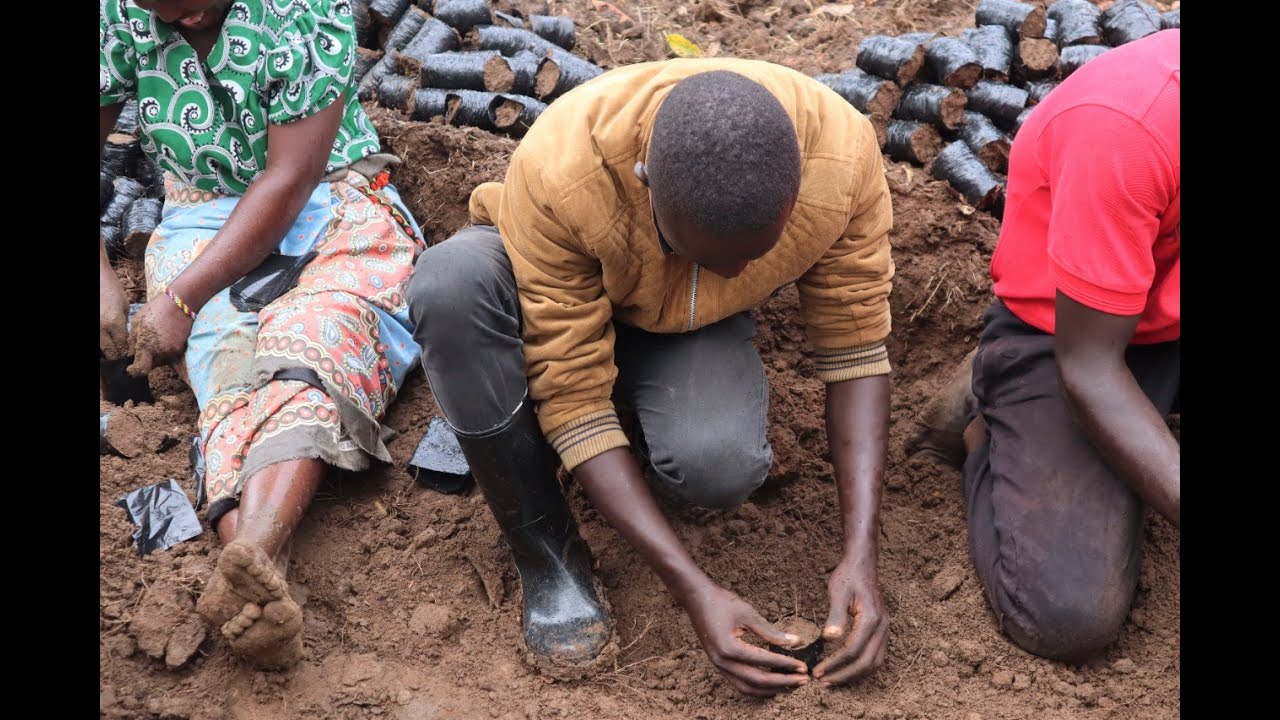 How To Make A Tree Nursery - YouTube