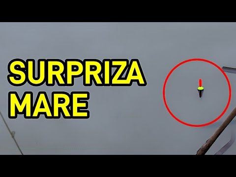 AM PRINS PESTE LA PLUTA SI AM AVUT UN MUSAFIR FRUMOS | ep. 19 - YouTube