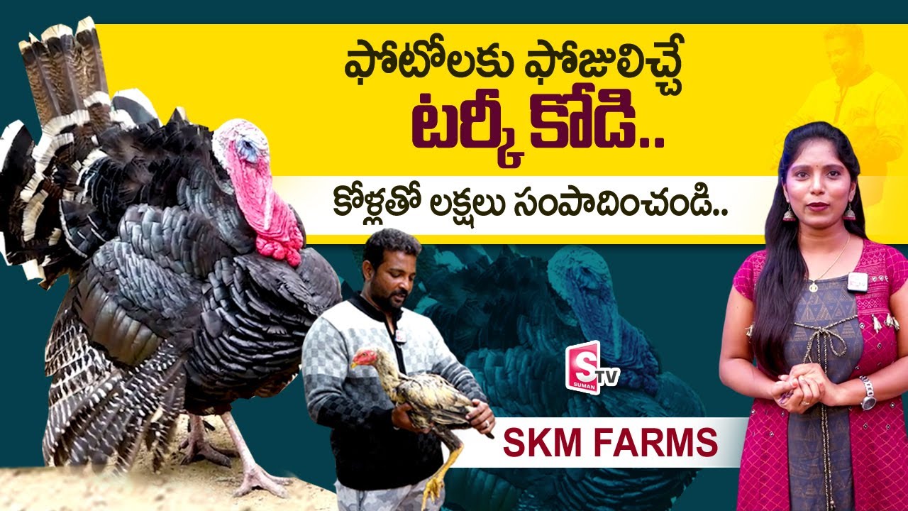 SKM FARMS | Earn Lakhs With Poultry Farming | Turkey Hens Poultry ...