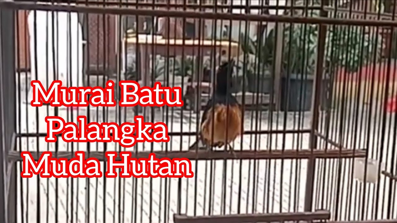 MURAI BATU PALANGKA MUDA HUTAN - YouTube
