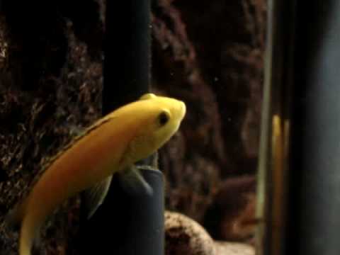 Labidochromis Caeruleus "Yellow" - mouthbrooder cichlid - YouTube