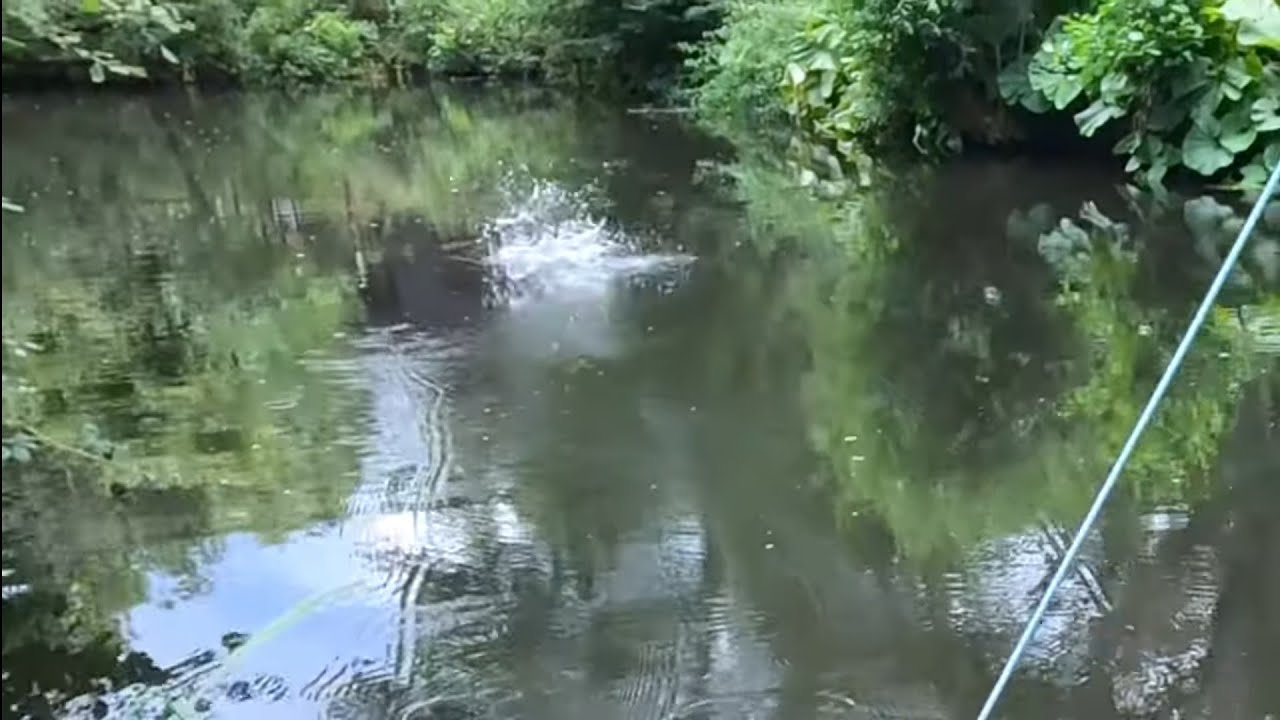 Spartic TROUT | Dry Fly Fishing | Tiny Patterns | FRENSHAM TROUT ...