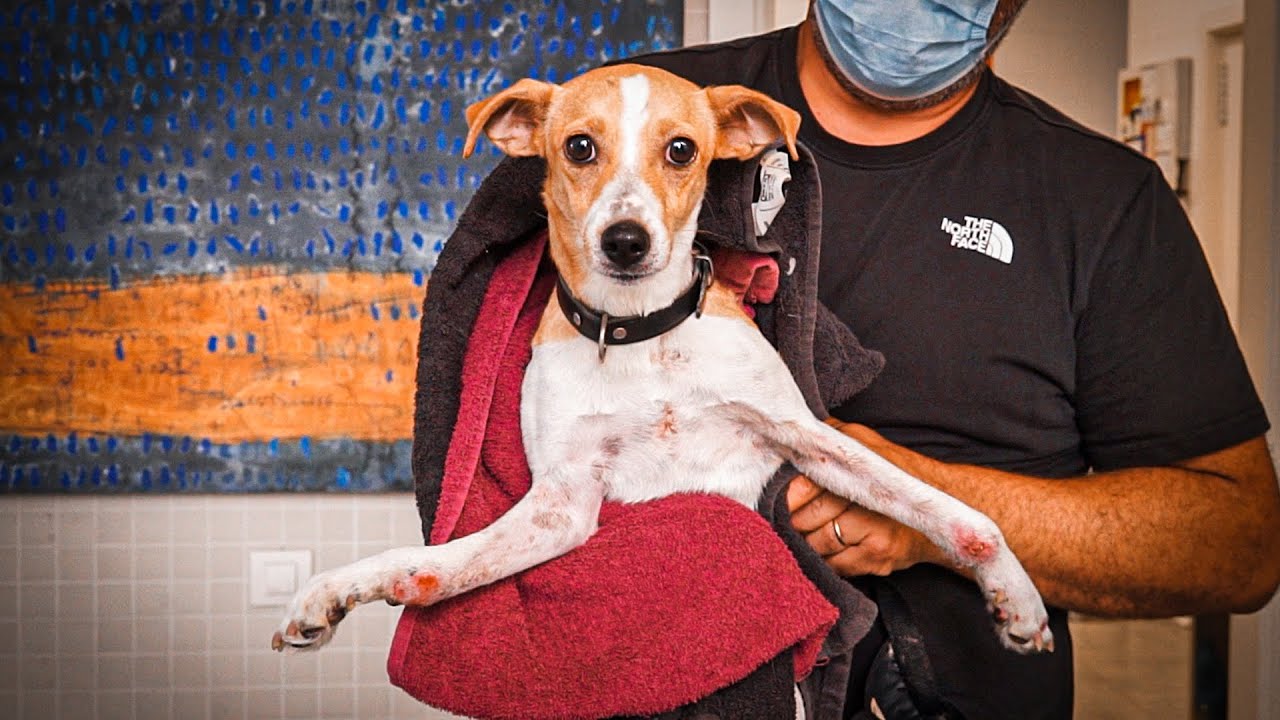 Dog with two broken front legs, this is what cruelty looks like! - YouTube