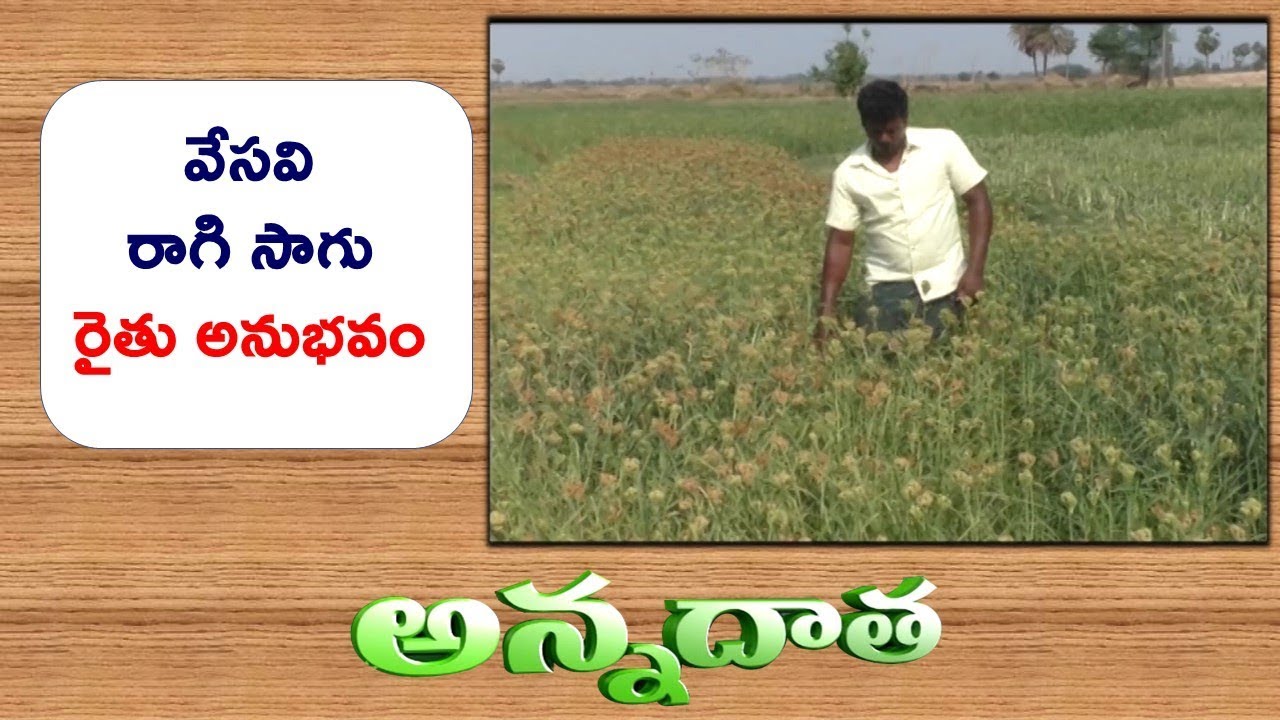 Good Yields From Summer Ragi Finger Millet by Srikakulam Farmer || ETV ...