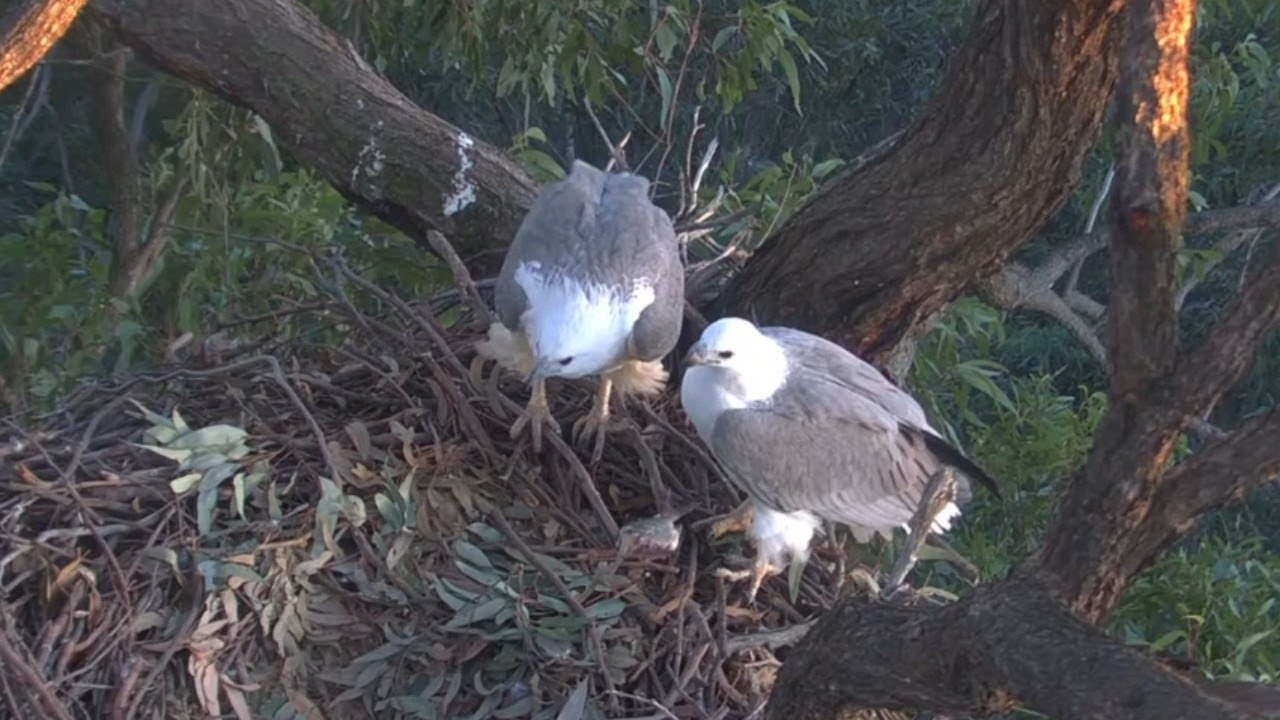 Eagle Dad brings headless fish for Mom | Sea-EagleCAM | Aug 6, 2025 ...