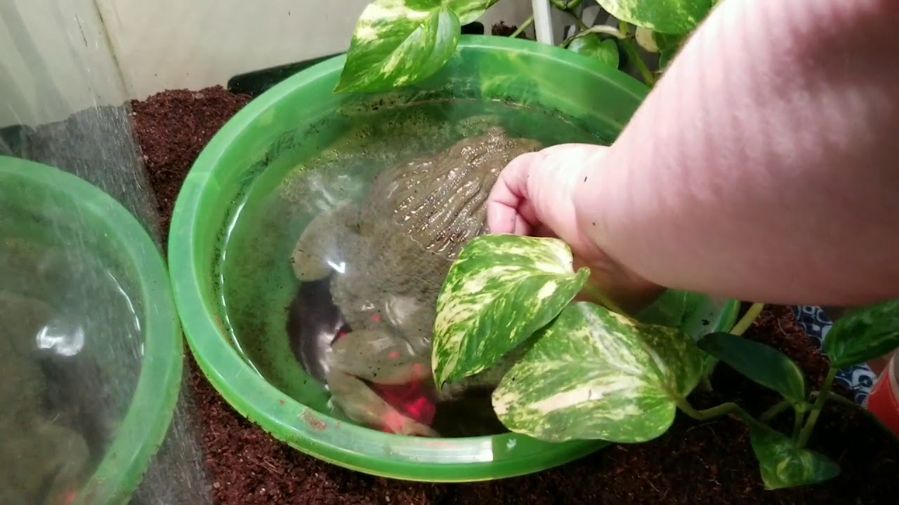 How To Handle Your Giant African Pixie Frog - YouTube