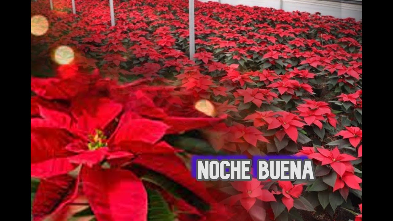 TENANGO DE LAS FLORES, PUEBLA, De MÉXICO - YouTube