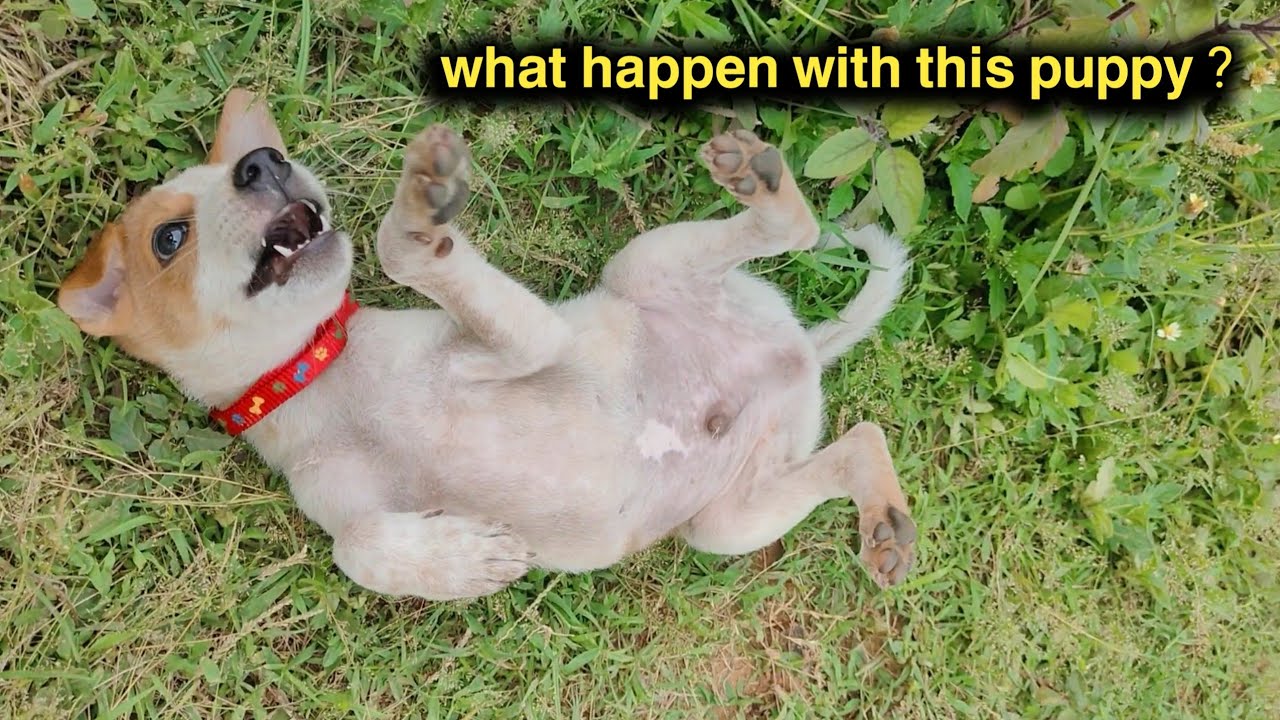 What the Puppy doing in the Garden | Cute Puppy Playing In Garden - YouTube