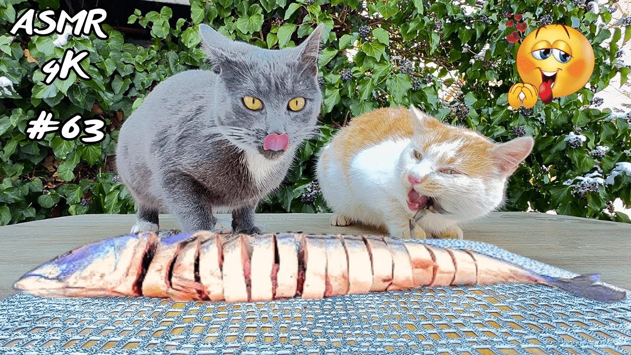 Cats Eating Mackerel 4К / asmr cat eating 63 - YouTube