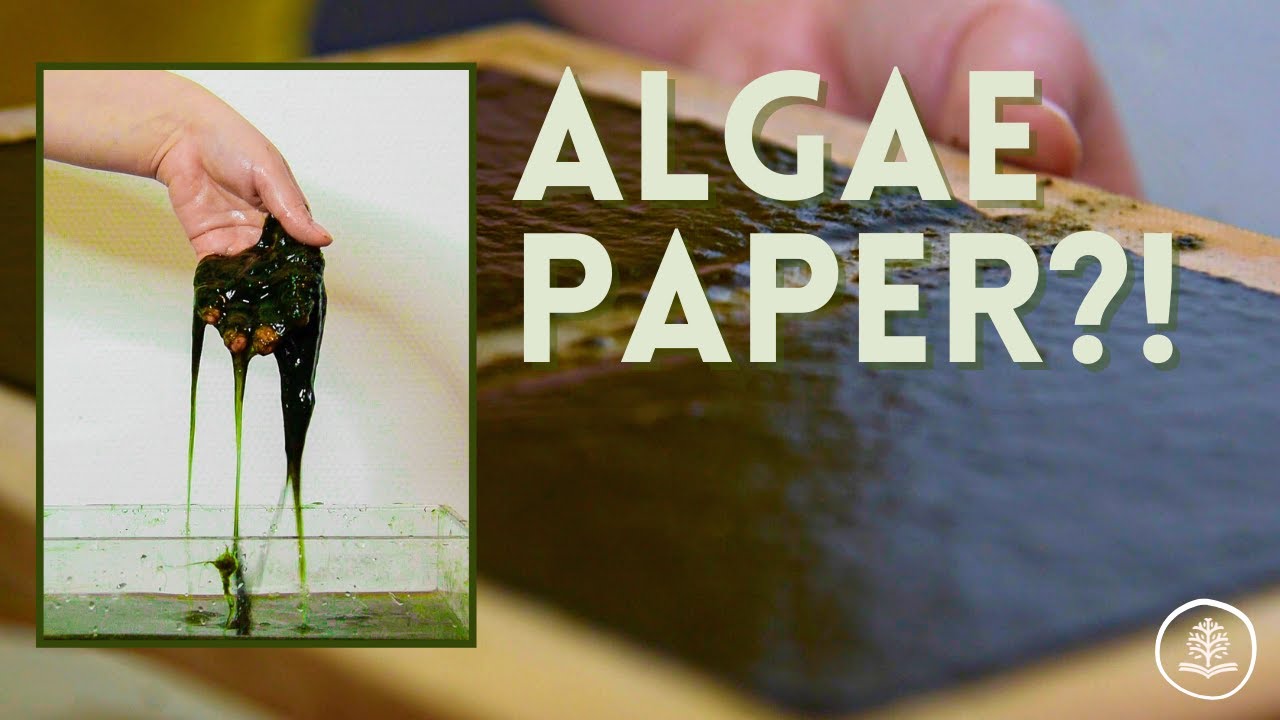 Turning ALGAE into paper?! | Will it paper #4 - YouTube