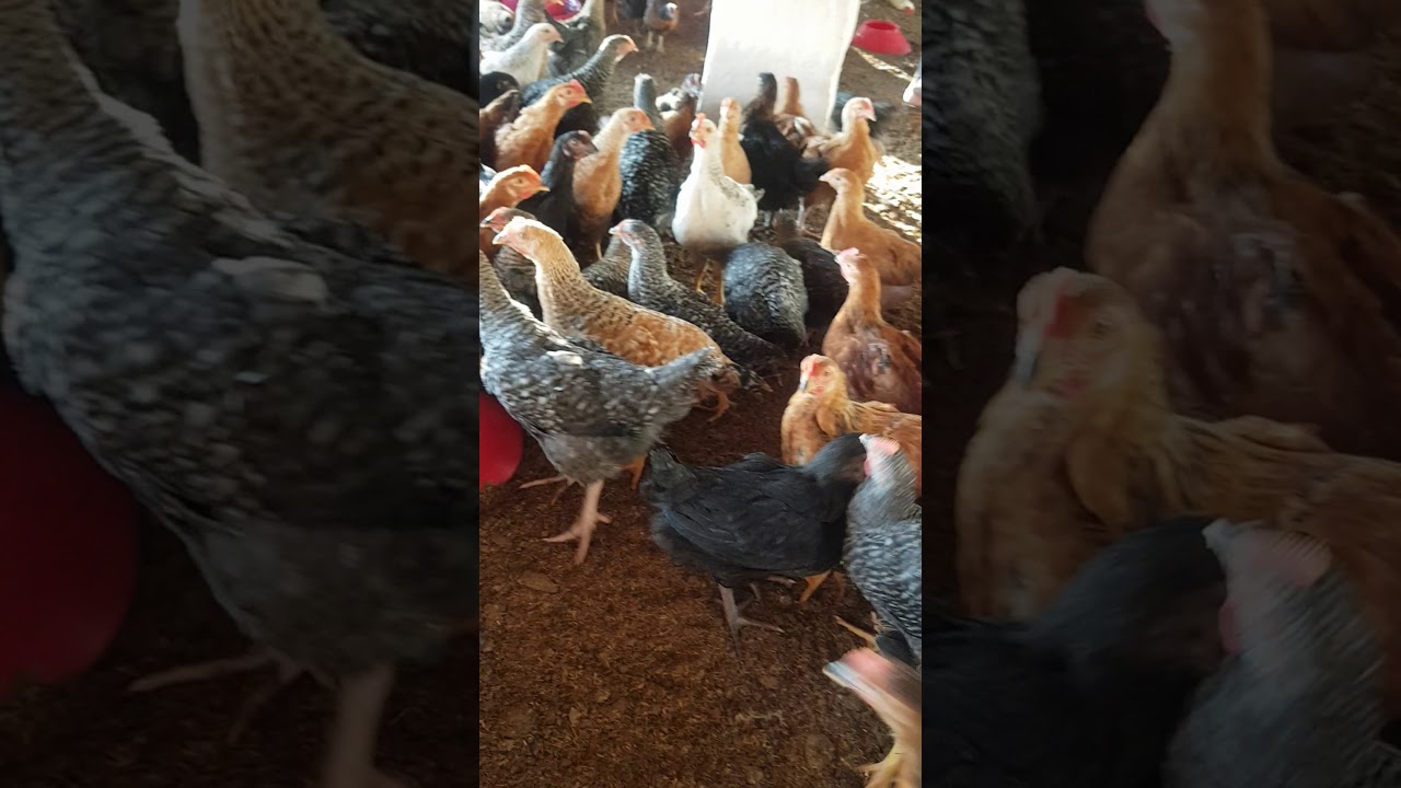 Nati koli farm - YouTube