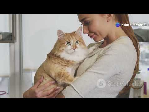 Ramadan celebration of a Pussy Cat |  Ramadan Karim