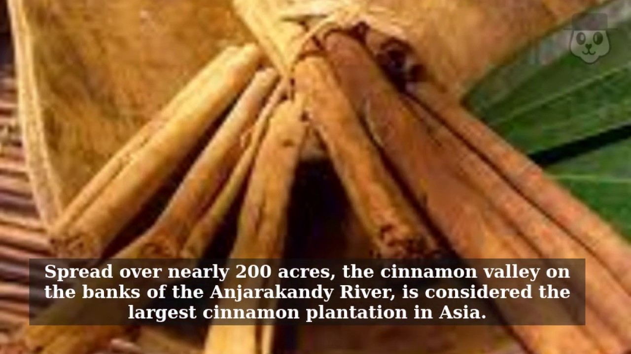 Cinnamon Valley - largest cinnamon plantation in Asia - YouTube