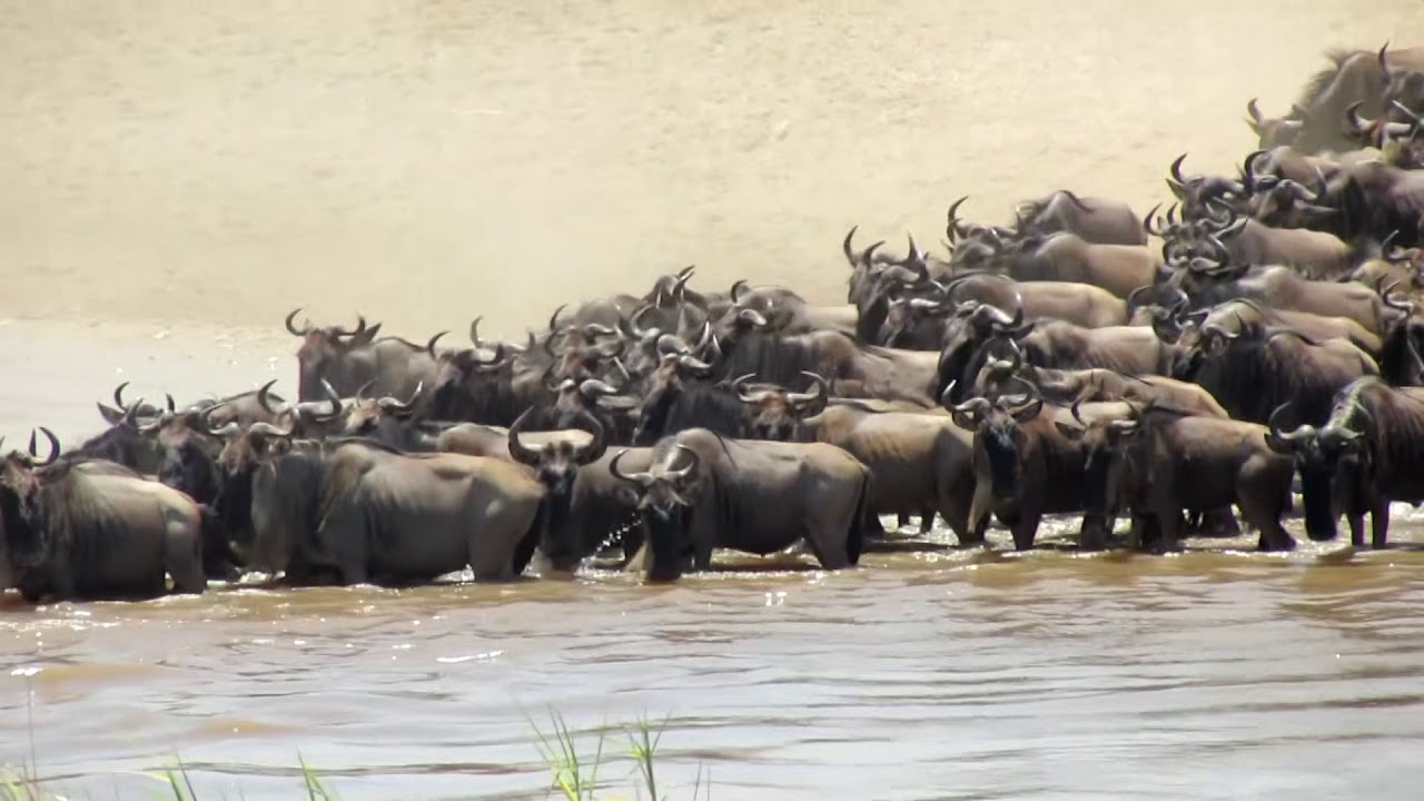 The Bush Rover Migration Camp on the Mara river, Serengeti - YouTube