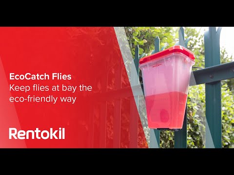 EcoCatch Flies: Leading the charge in eco-friendly outdoor fly control ...