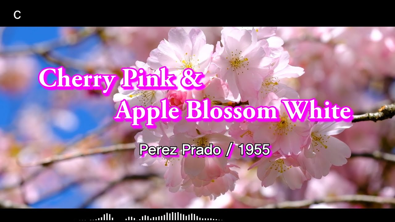 Cherry Pink & Apple Blossom White - Perez Prado / 1955 (붉은 빛의 벚나무와 흰 색의 ...