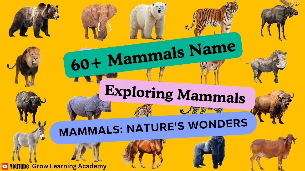 Learn Mammals Name | Animal Facts | Wildlife Documentary | Educational ...