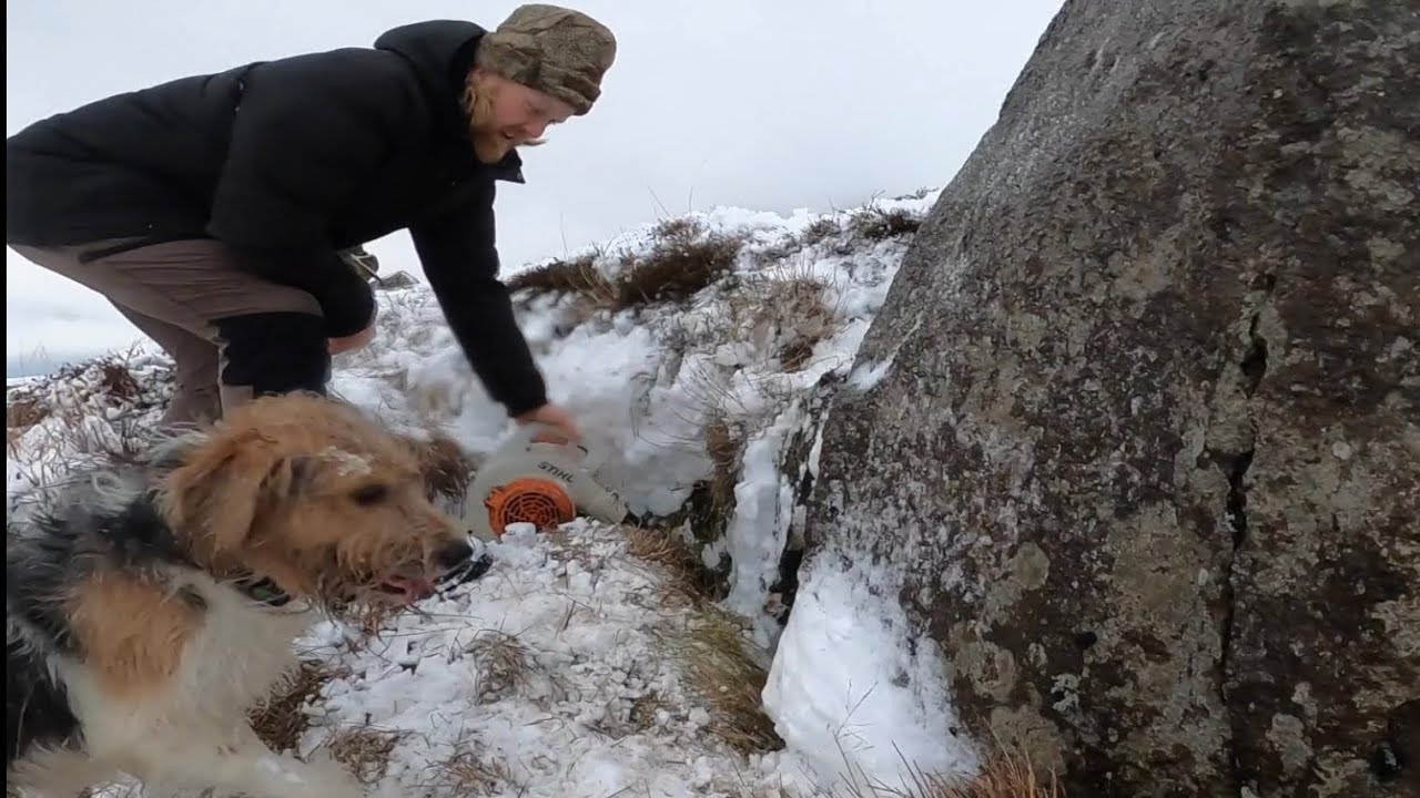 Working Dogs HUNTING Mink in Iceland. 2 Mink down Protecting the native ...