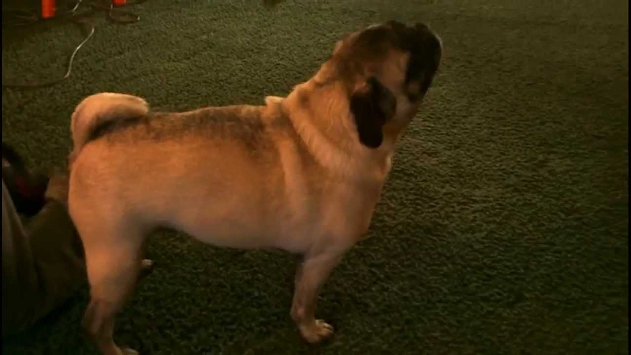 Pug Barks Along To JG Wentworth Commercials - YouTube
