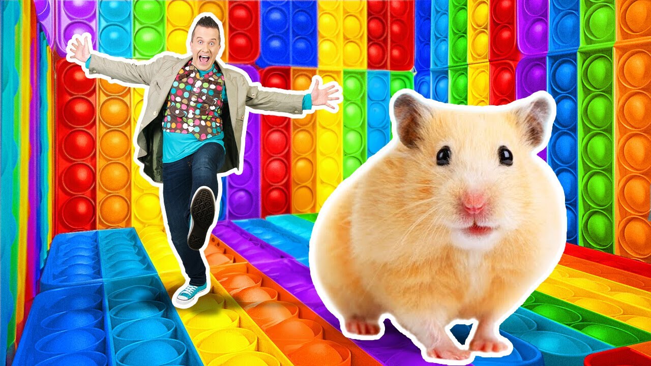 Can Milky Conquer a Huge POP-IT Hamster Maze? 🐹 Crafts for Pets by ...