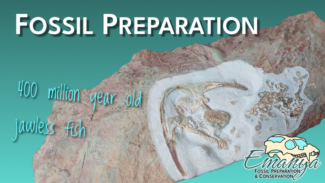 Fossil Preparation at Emanya | Devonian Jawless Fish (Osteostracan ...