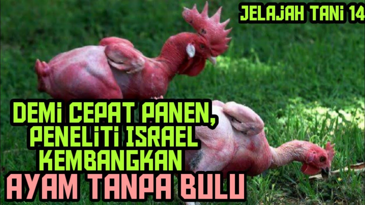 Jelajah Tani 14: Teknologi Canggih Peneliti Israel Menciptakan Ayam ...