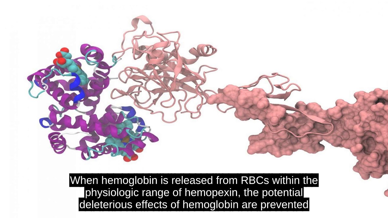Haptoglobin - YouTube