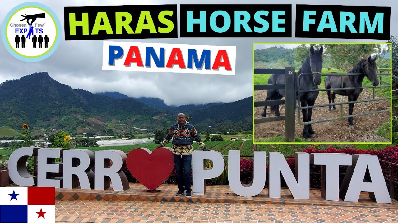 THOROUGHBRED HORSE FARM, ORCHIDS & CROPS! -Living in Panama- Moving to ...