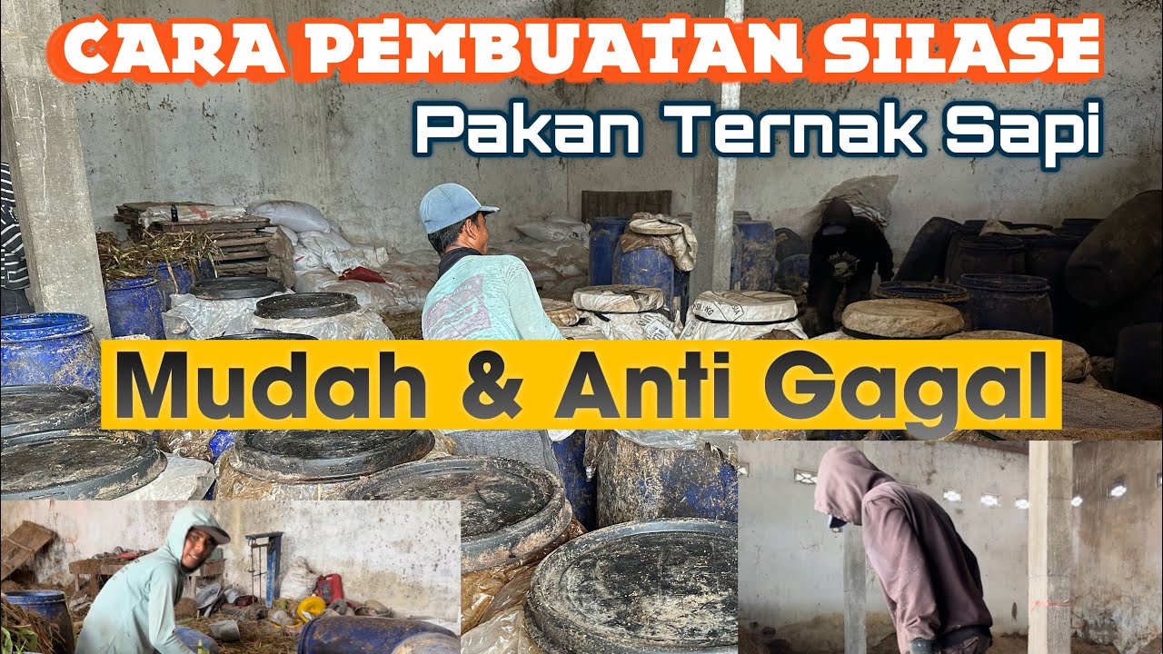 Cara Pembuatan Silase Rumput Odot || Mudah dan Anti Gagal ...