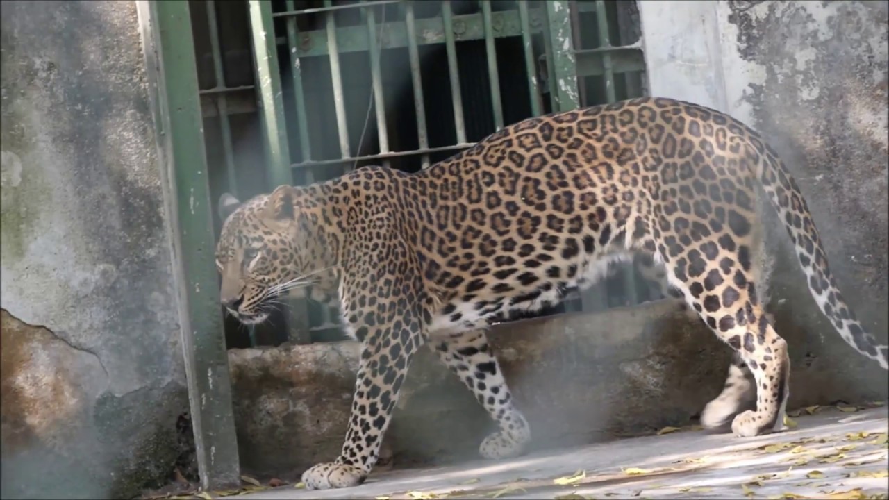 THE PROWLING LEOPARD - YouTube