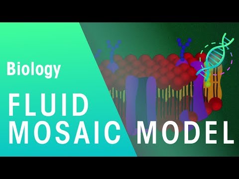 What Is The Semifluid Interior Of A Cell