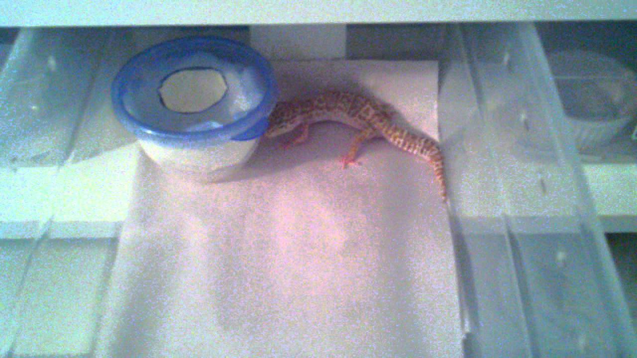 Leopard Gecko Rack - YouTube