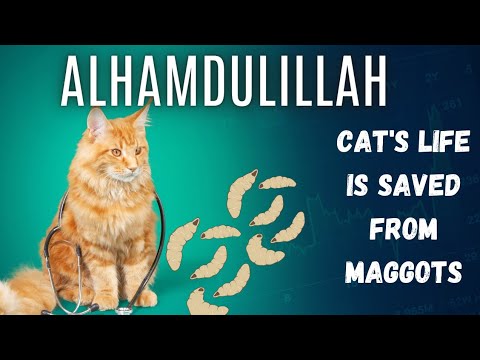 Treatment of maggots in cats#saving life#Ibad Pet Clinic - YouTube