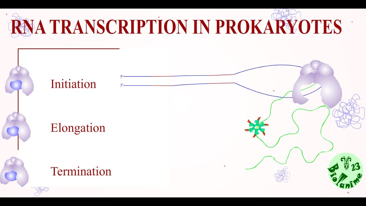 PROKARYOTIC RNA TRANSCRIPTION | RNA POLYMERASE STRUCTURE - YouTube
