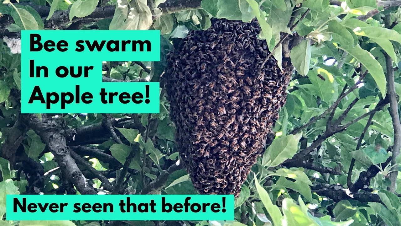 Bee Swarm in our Apple Tree - Never Seen Before in my 56 Years! - YouTube