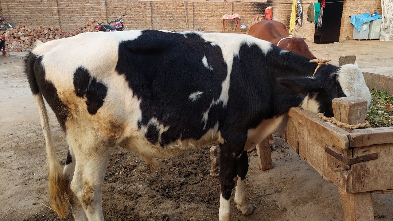 beautiful pure Australian cow breader for sale in Pakistan on YouTube ...