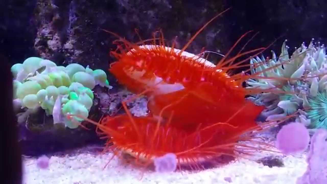 Disco clam (electric clam) - YouTube