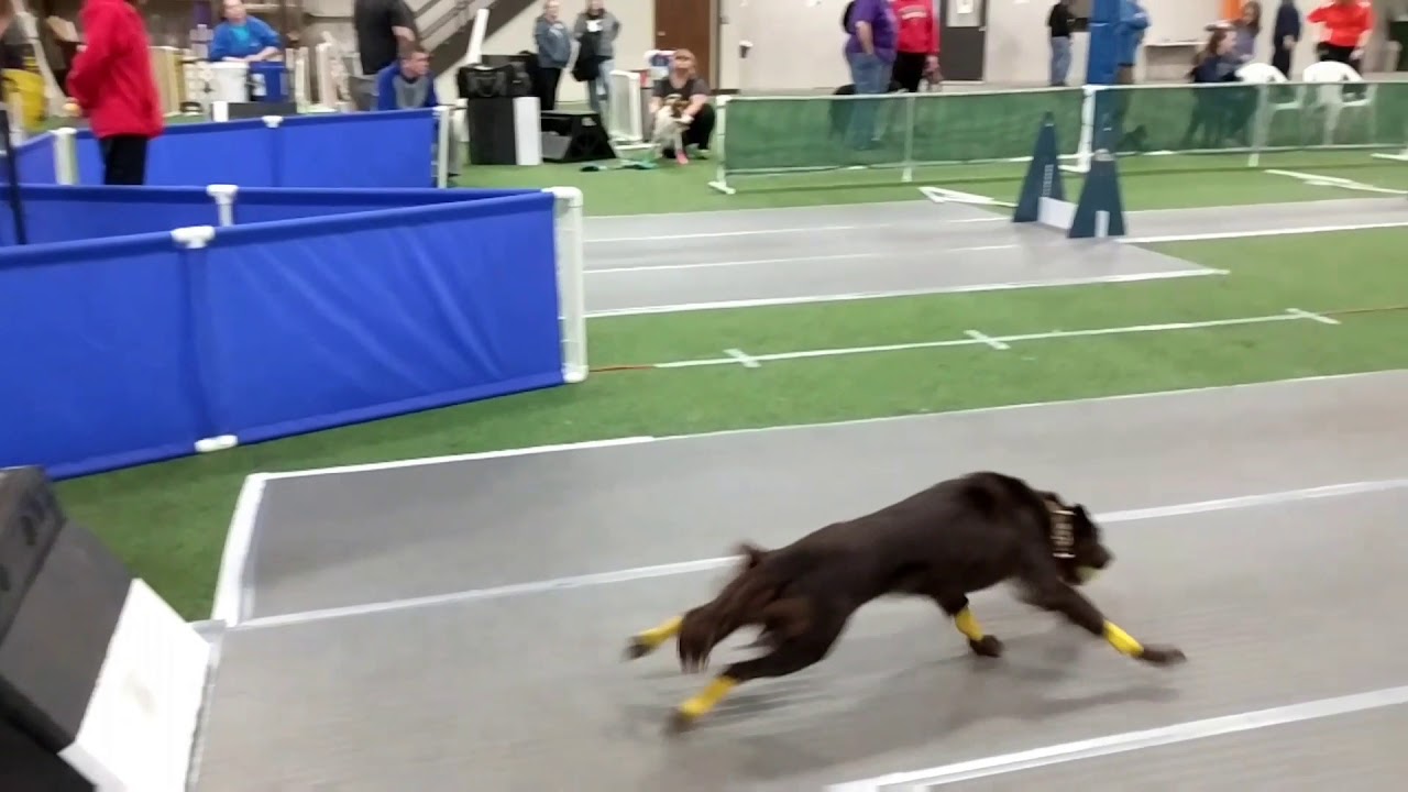 Fury Flyball run 3/4/18 - YouTube