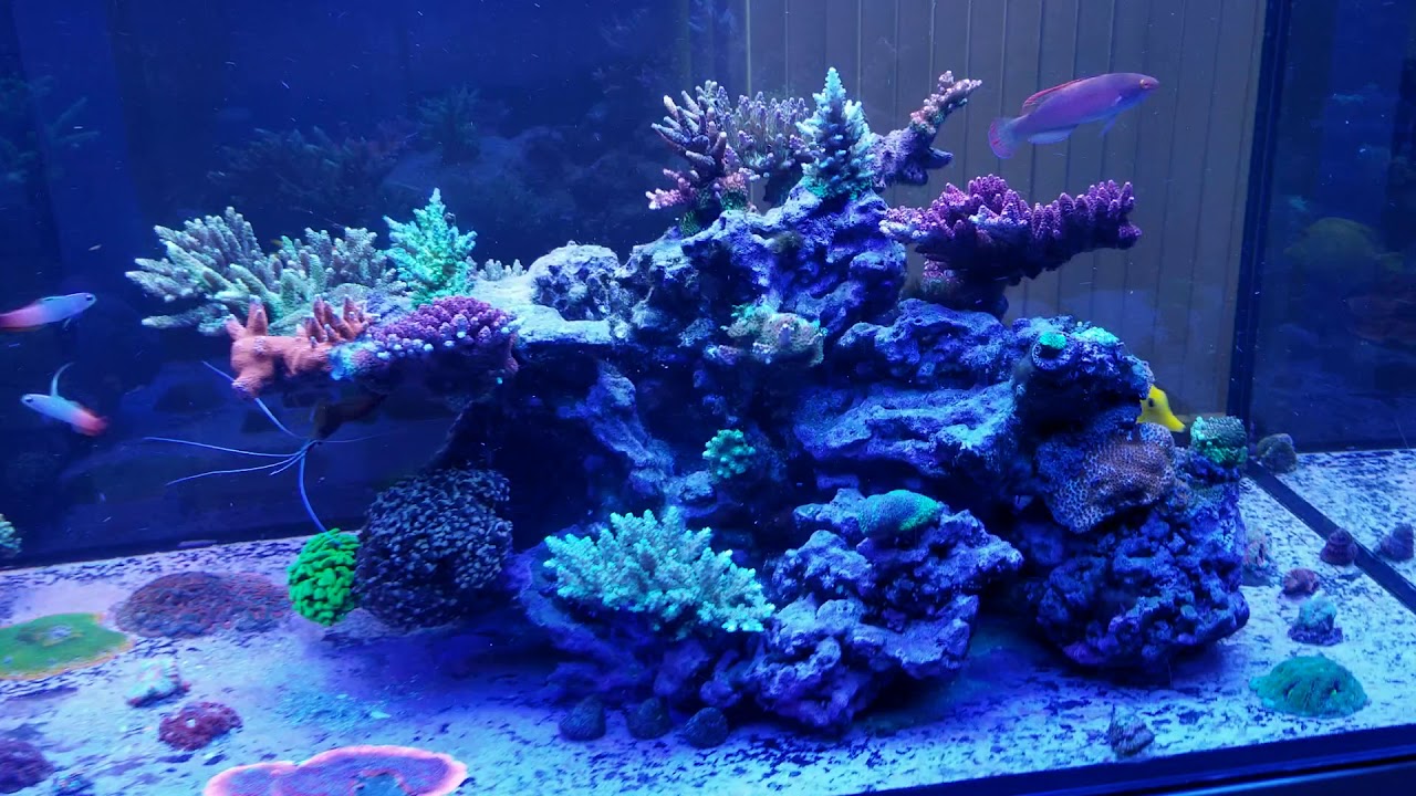 40 gallon reef tank update April 2020 - YouTube