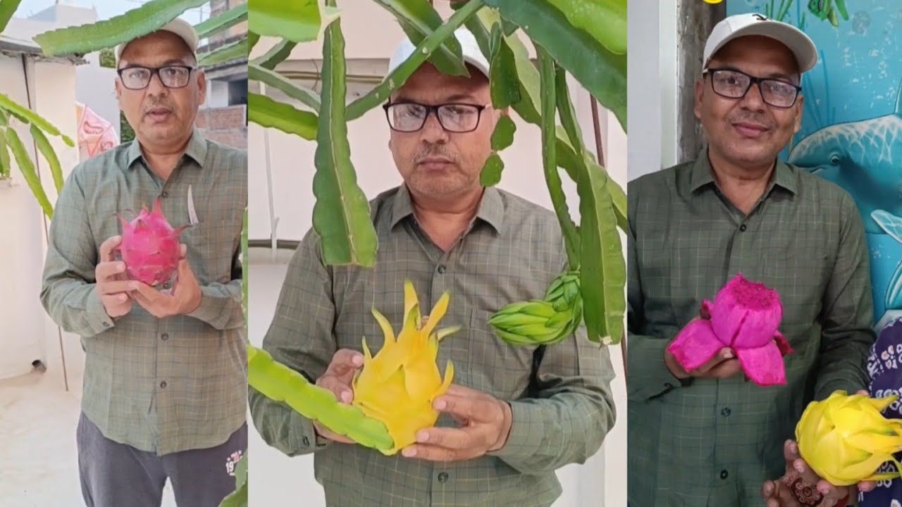 How to plant dragon fruit at home / how to grow dragon fruit at home ...