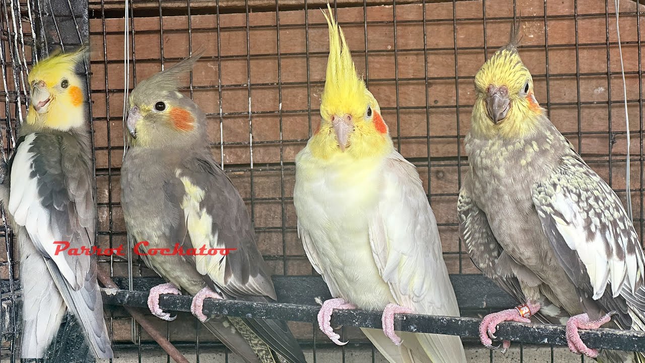 Lutino cockatiel Chirping Sounds Budgie Family Singing Parrot Cockatoo ...