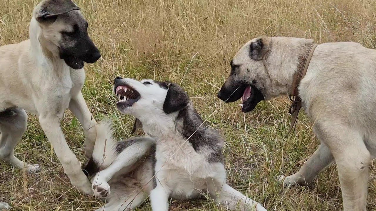 Kangal and Alabai Play Fighting - YouTube