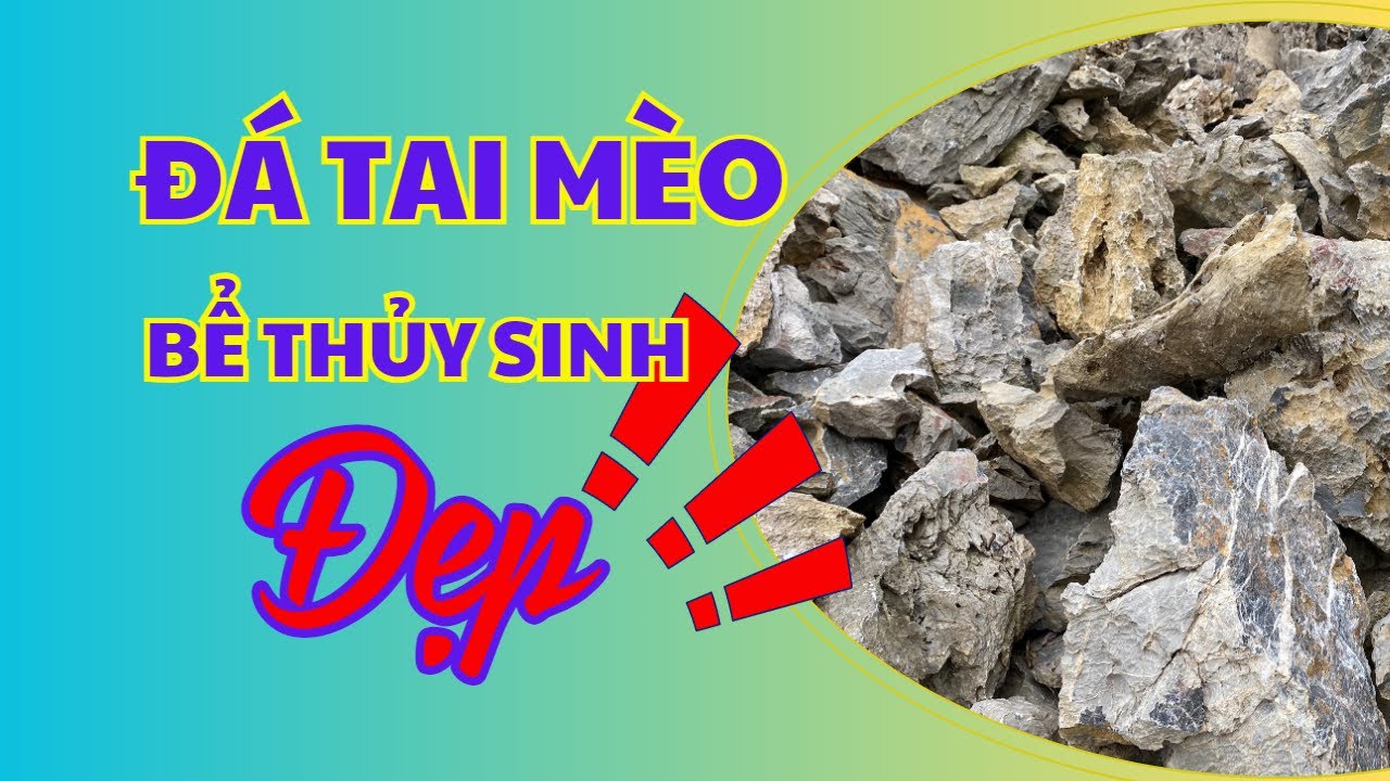 Đá tai mèo hoà bình làm tiểu cảnh non bộ đá tai mèo - YouTube