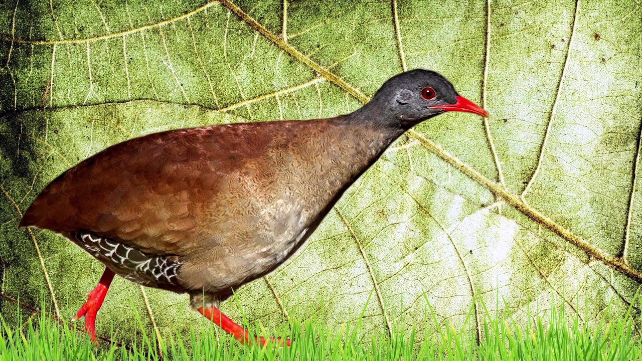 O Canto do Inhambu Chororó - YouTube