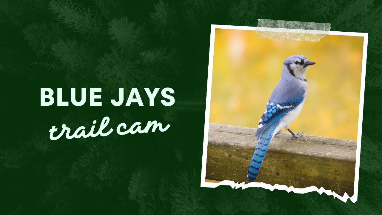 Cute Wildlife: Blue Jays - YouTube