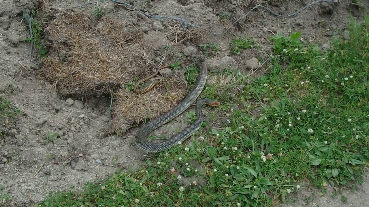 The Caspian whipsnake (Dolichophis caspius, sometimes also Coluber ...