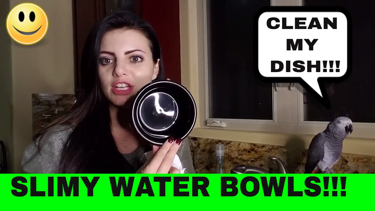 How To Clean Your Parrot's Water Bowls Properly | PARRONT TIP TUESDAY ...