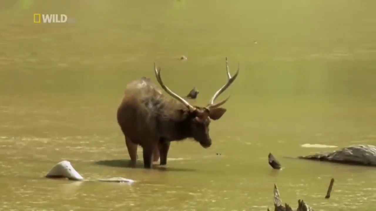 NatGeo: Strange Animals of Asia (Thailand) #natgeowild #thailand # ...